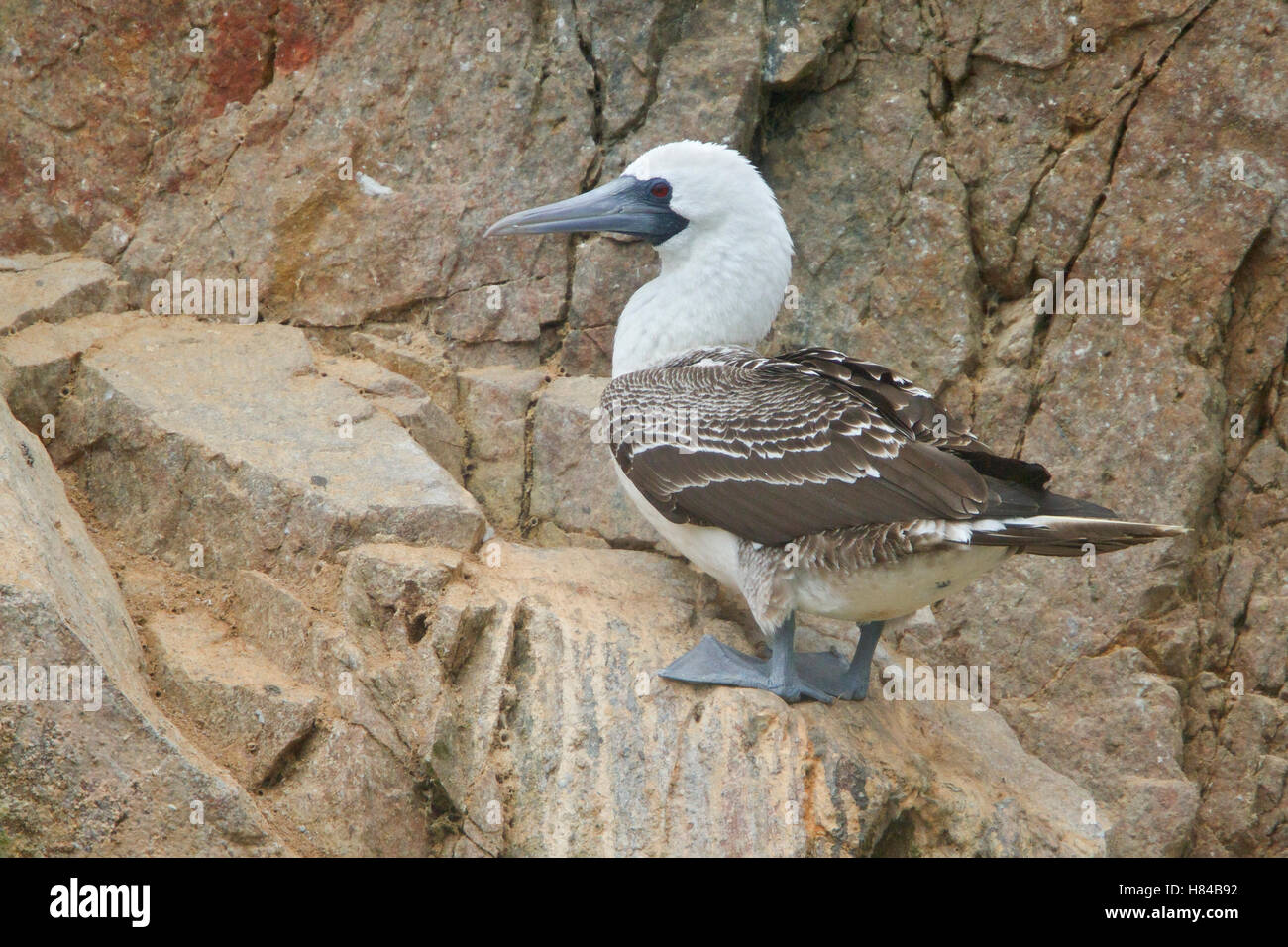 Peruvian Booby (Sula variegata), Islas Ballestas, Peru Stock Photo - Alamy