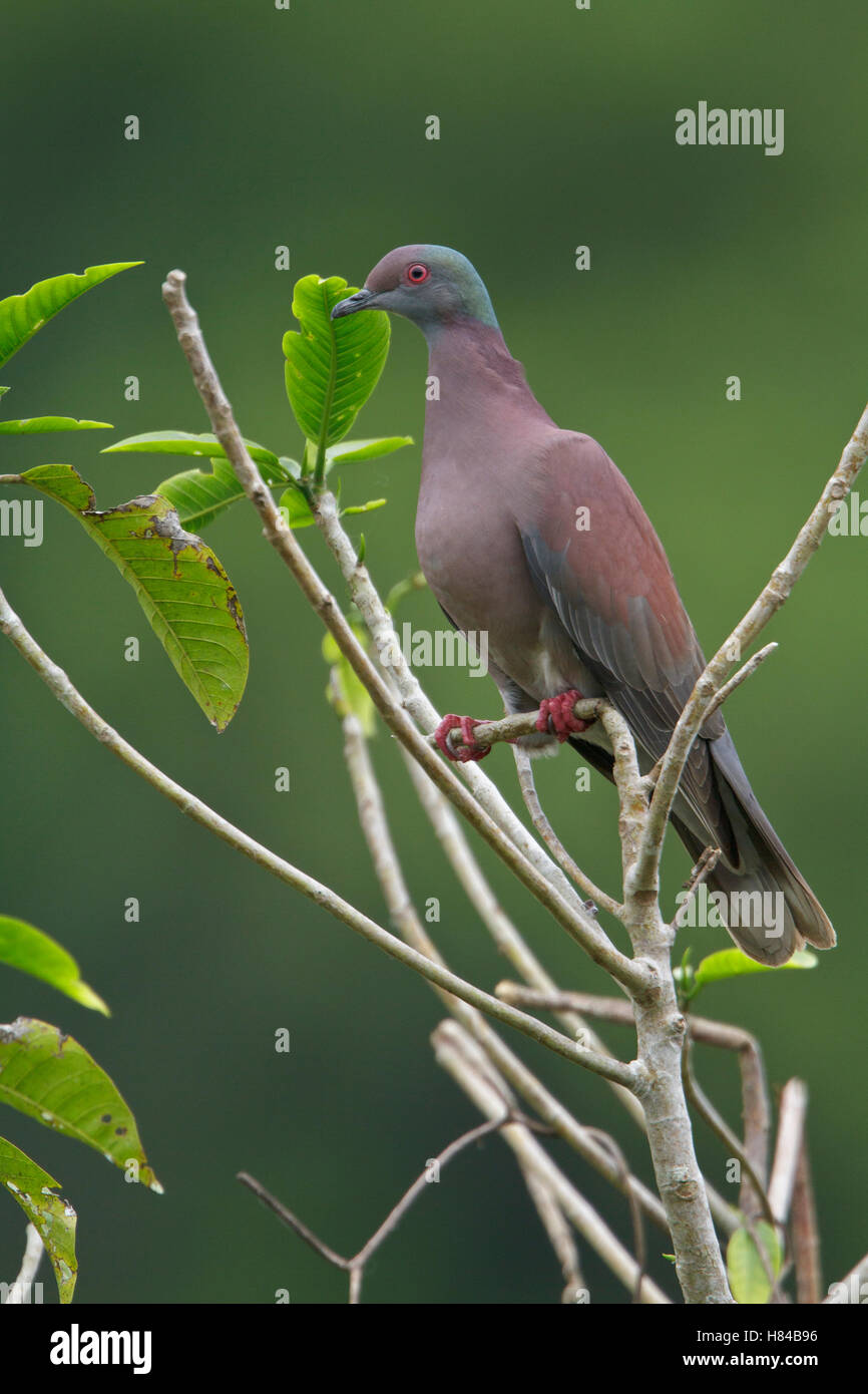 Pale-vented Pigeon (Patagioenas cayennensis), Manu National Park, Peru ...