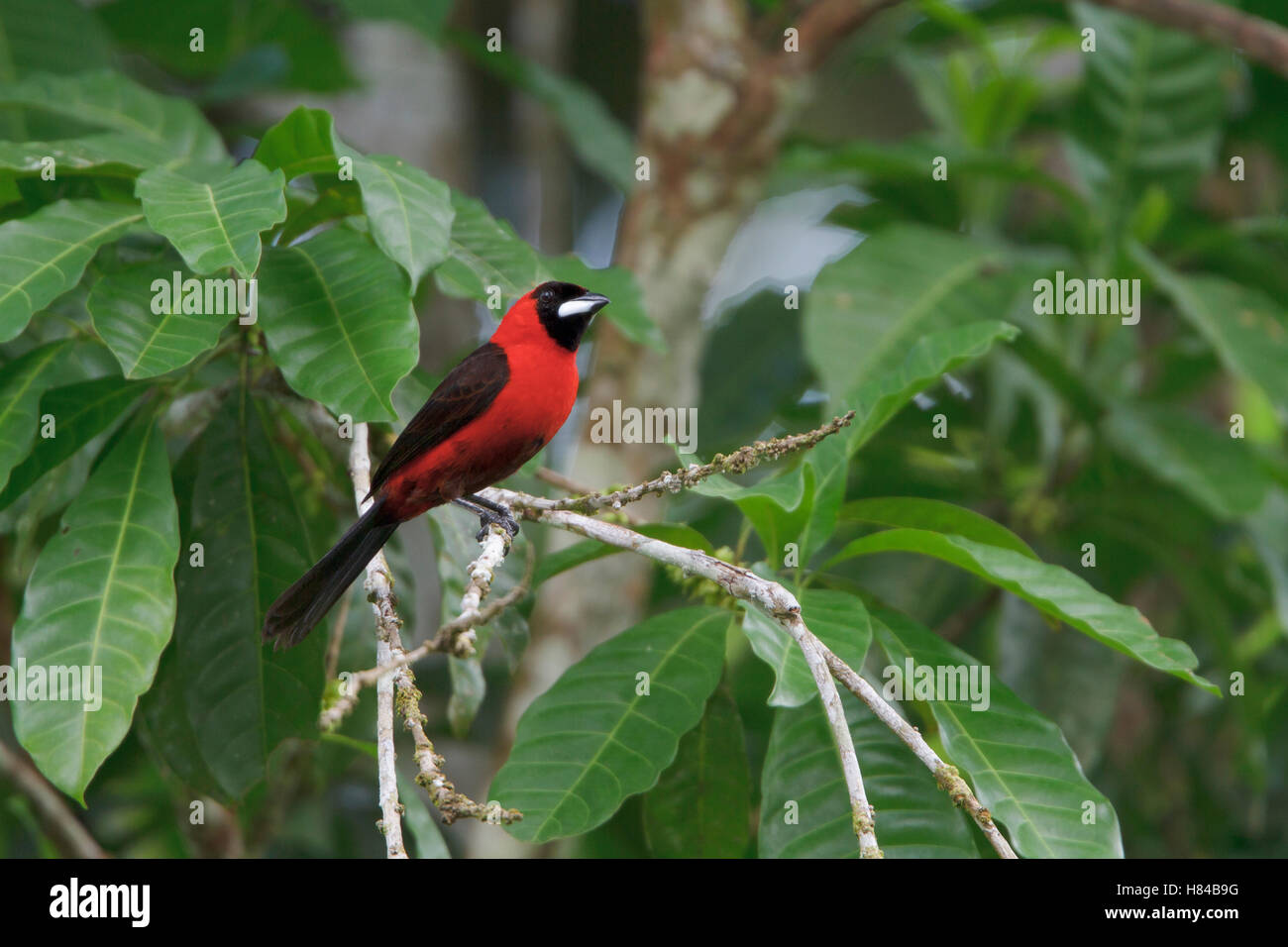 Masked Crimson Tanager (Ramphocelus nigrogularis), Manu National Park ...