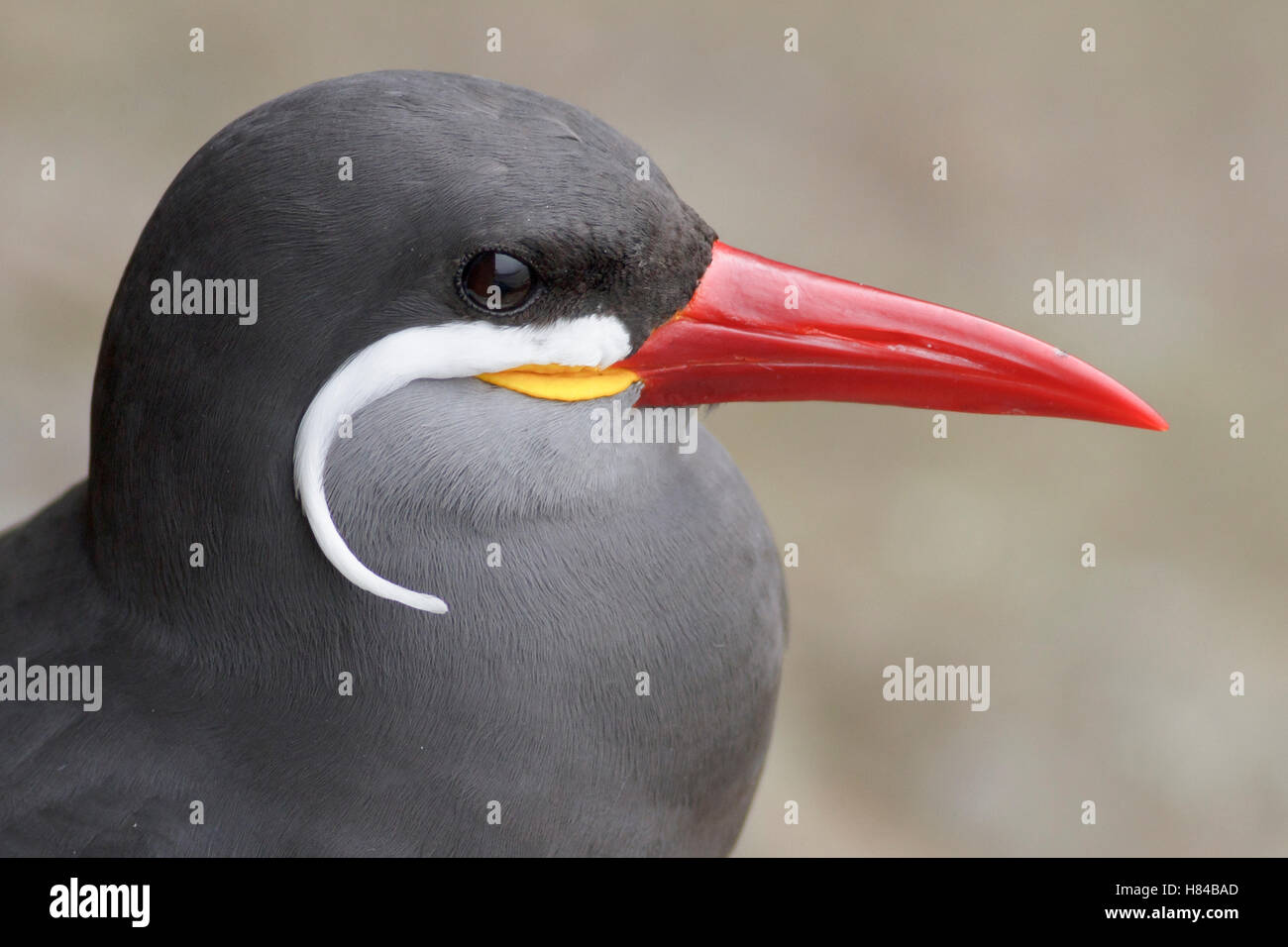 Inca Tern (Larosterna inca), Peru Stock Photo - Alamy