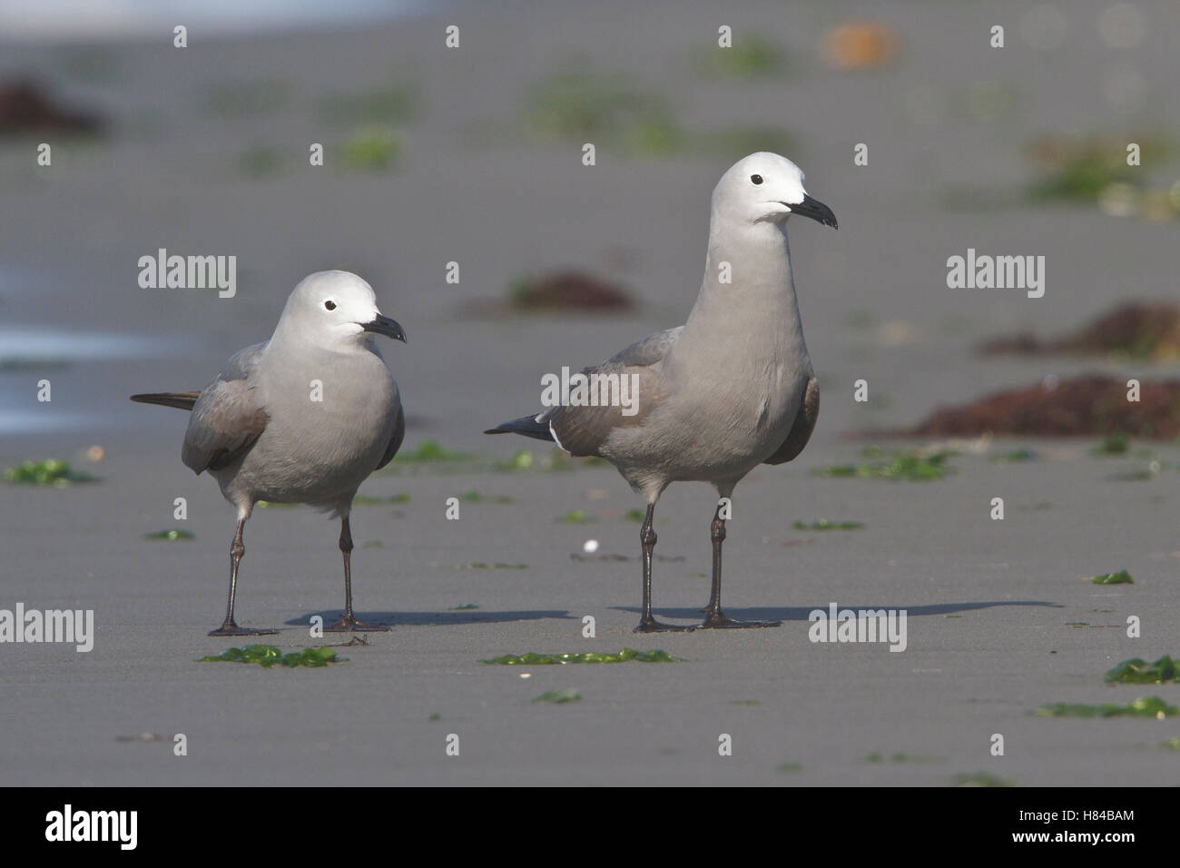Grey Gull (Leucophaeus modestus) pair, Islas Ballestas, Peru Stock ...