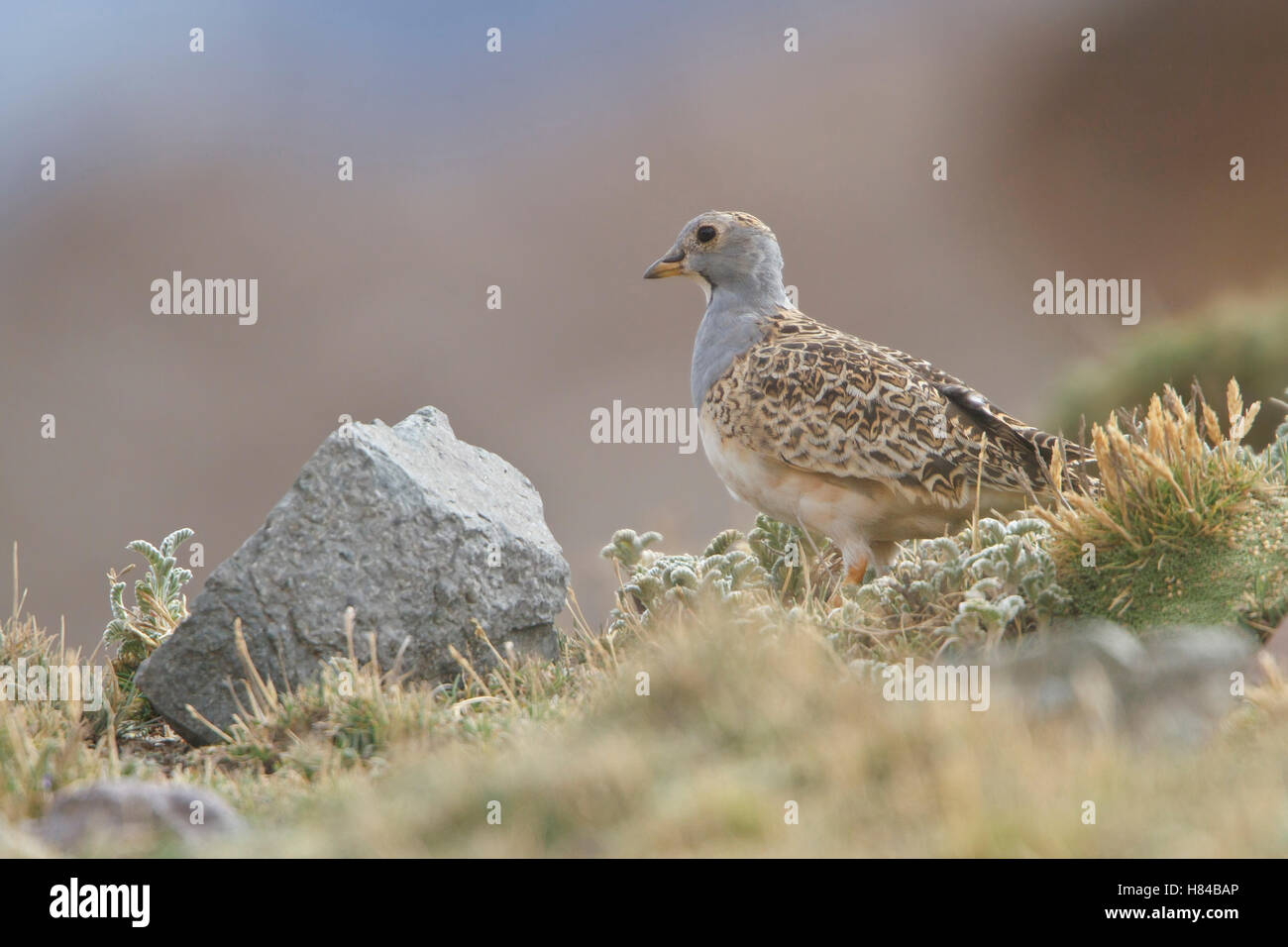 Grey-breasted Seedsnipe (Thinocorus orbignyianus), Marcapomacocha, Peru ...