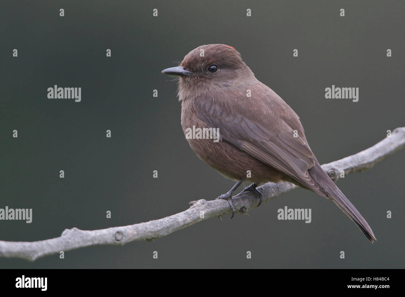 Vermilion Flycatcher (Pyrocephalus rubinus) melanistic male, Peru Stock ...