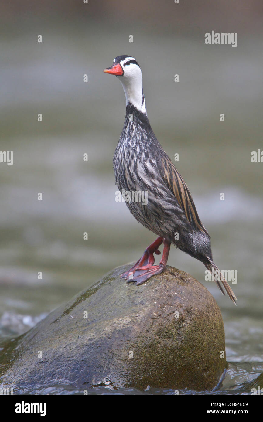 Torrent Duck (Merganetta armata), Machu Picchu, Peru Stock Photo - Alamy
