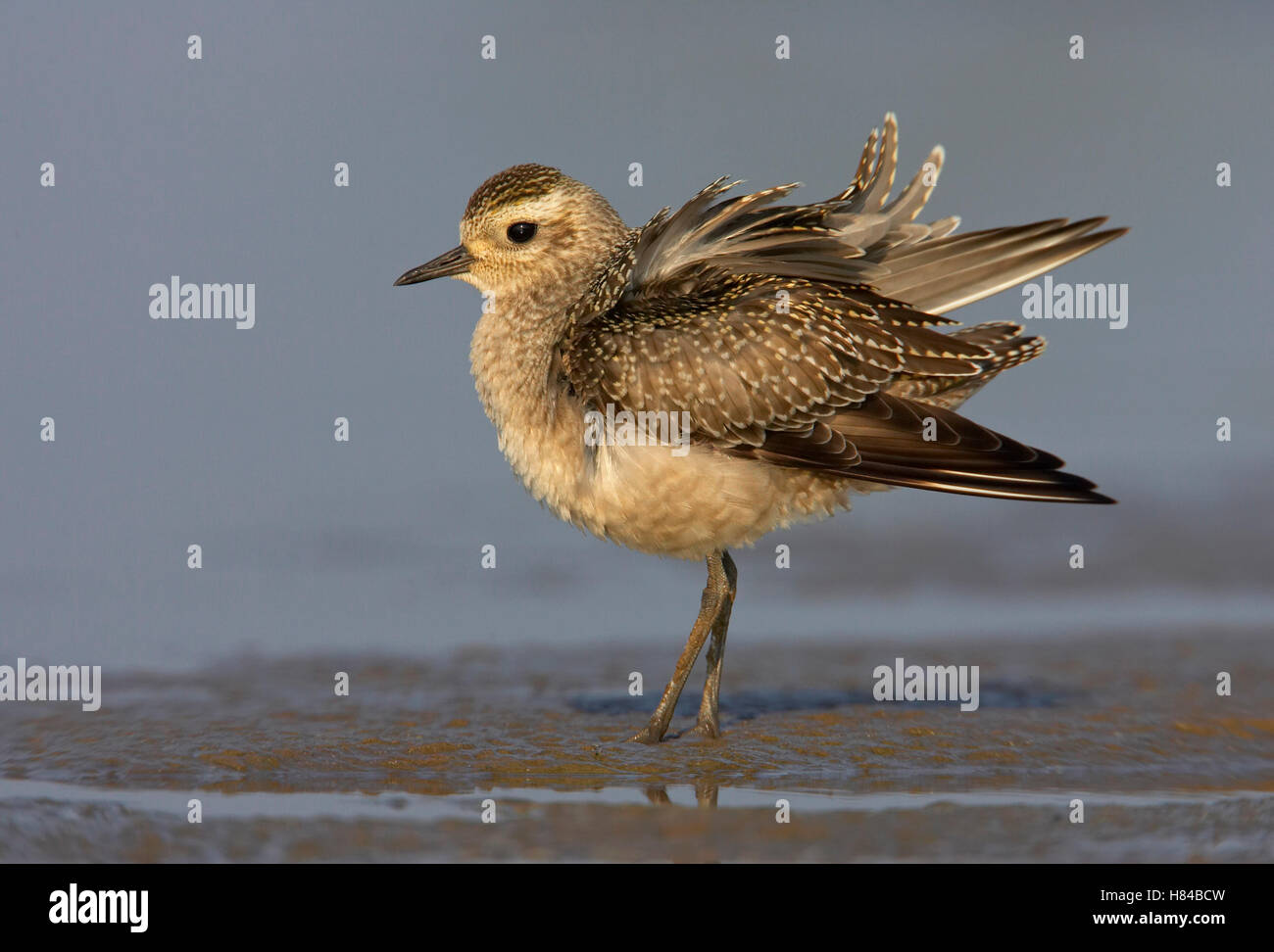 American Golden-Plover (Pluvialis dominica), Ohio Stock Photo - Alamy