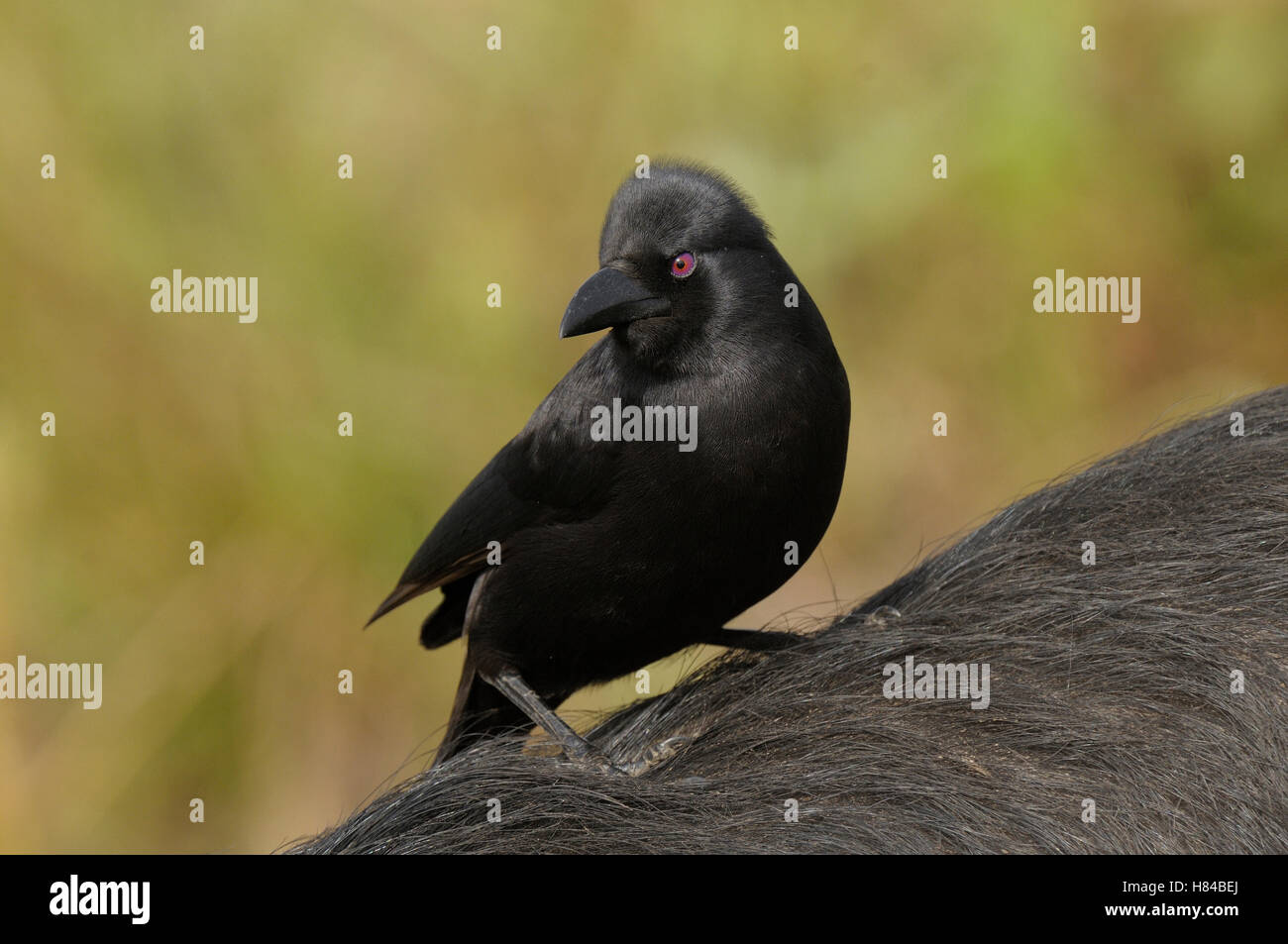 Piapiac (Ptilostomus afer) riding the back of cattle, Gambia Stock ...