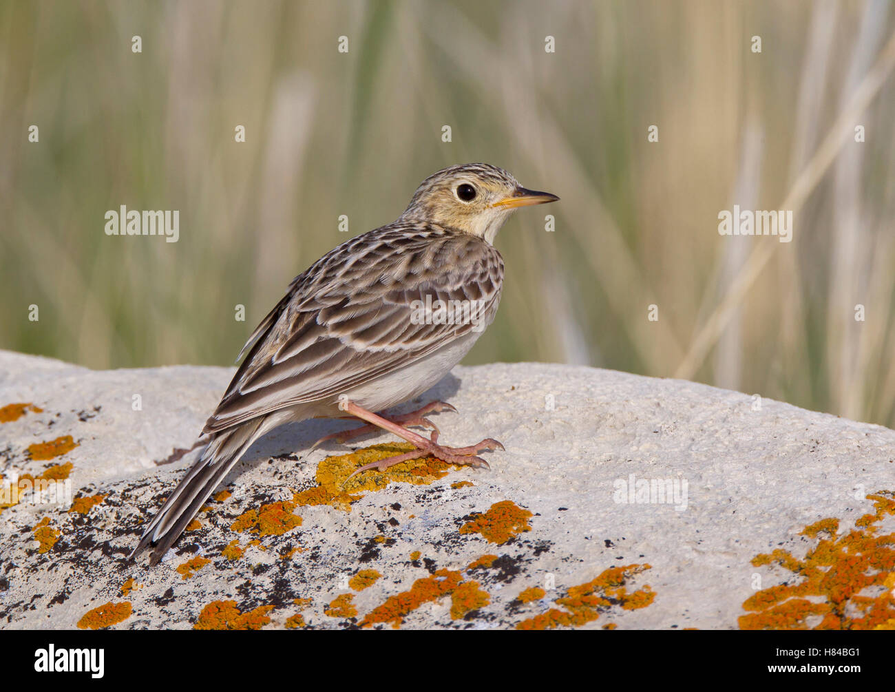 Sprague's Pipit (Anthus spragueii), Montana Stock Photo - Alamy