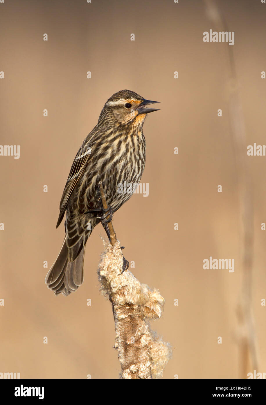 Red-winged Blackbird (Agelaius phoeniceus) female, Ohio Stock Photo - Alamy