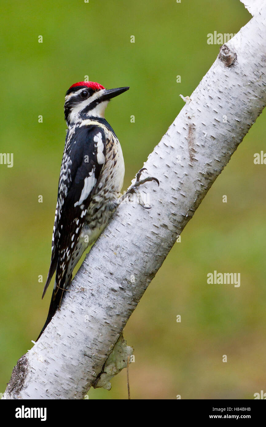 Yellow-bellied Sapsucker (Sphyrapicus varius) female, Ontario, Canada ...