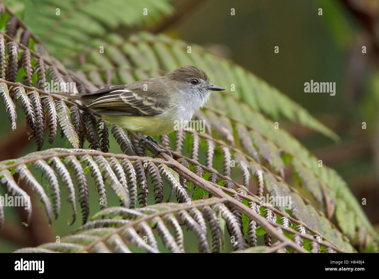 Short-crested Flycatcher (Myiarchus ferox), Ecuador Stock Photo - Alamy