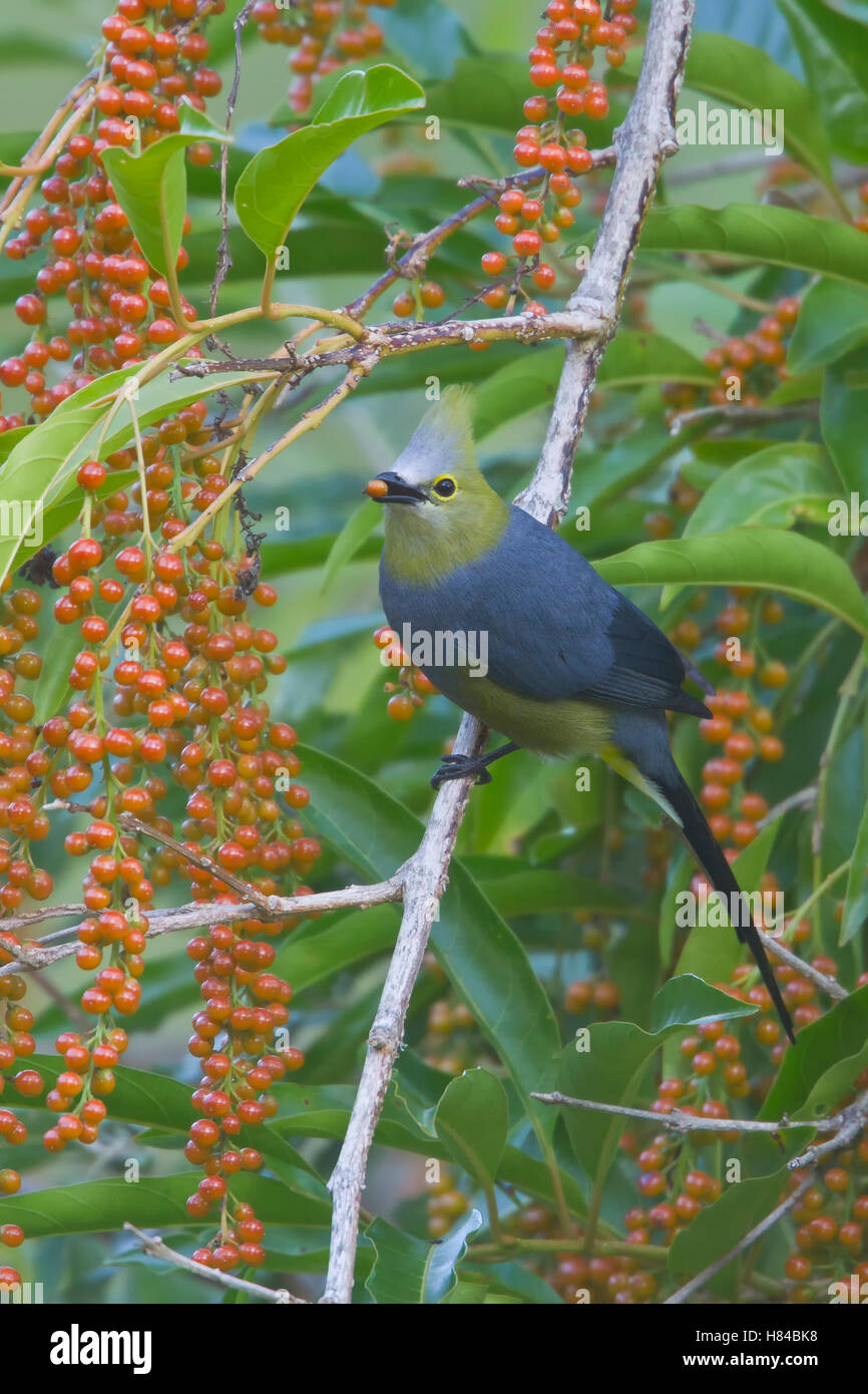 Long-tailed Silky-flycatcher (Ptilogonys caudatus) feeding on berries ...