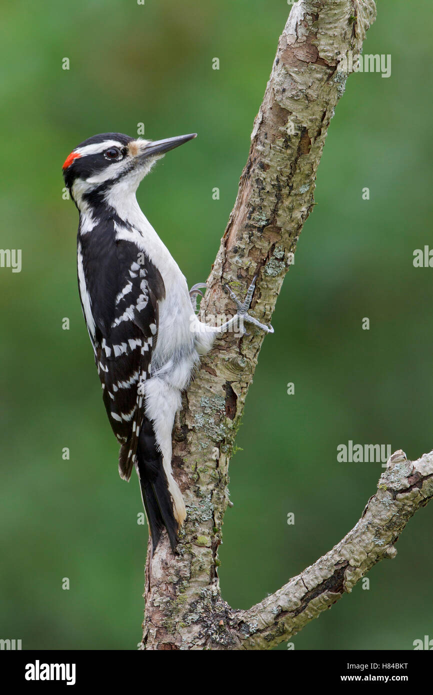Hairy Woodpecker (Picoides villosus) male, Ontario, Canada Stock Photo ...