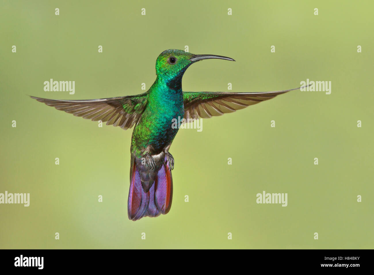 Green-breasted Mango (Anthracothorax prevostii) male, Costa Rica Stock ...