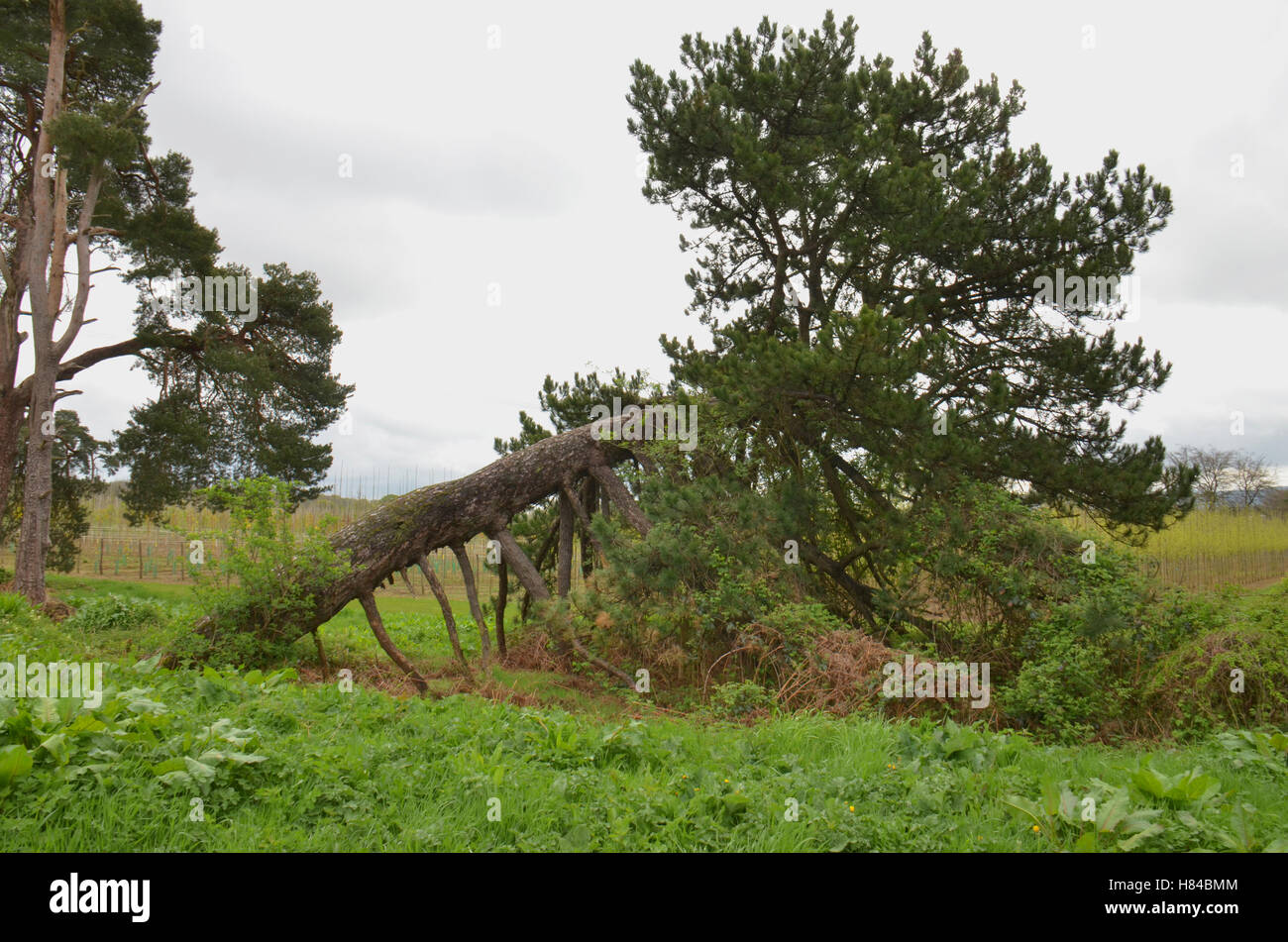 Leaning fir tree hi-res stock photography and images - Alamy