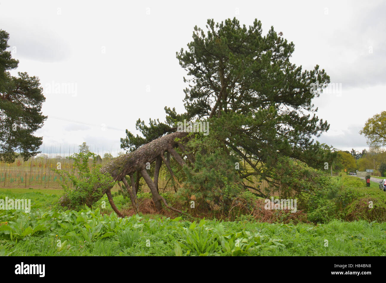 Leaning fir tree hi-res stock photography and images - Alamy