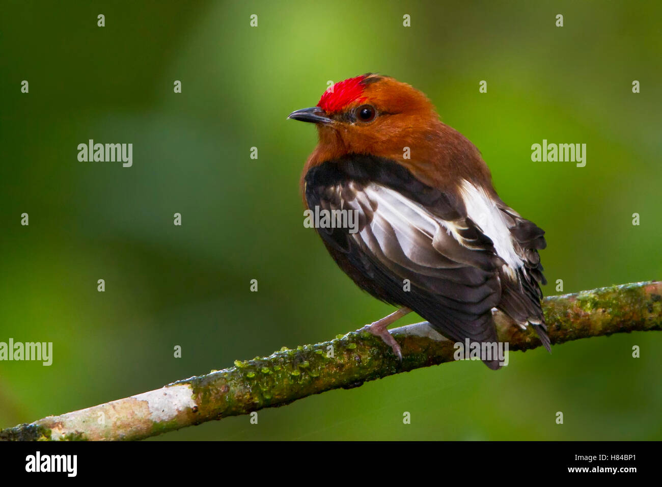 Club-winged Manakin (Machaeropterus deliciosus) male, Ecuador Stock ...