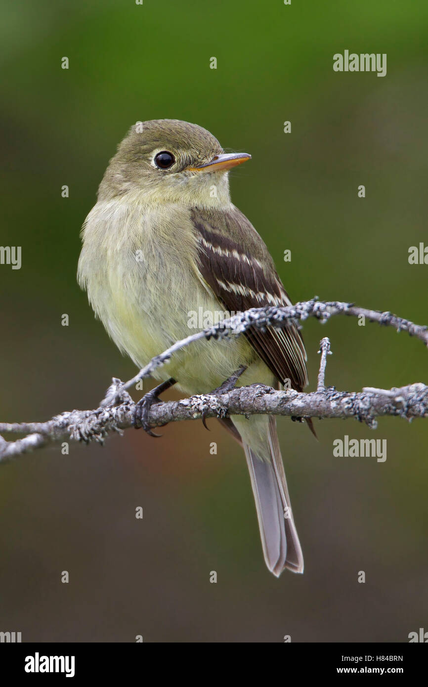 Yellow-bellied Flycatcher (Empidonax flaviventris), Newfoundland ...