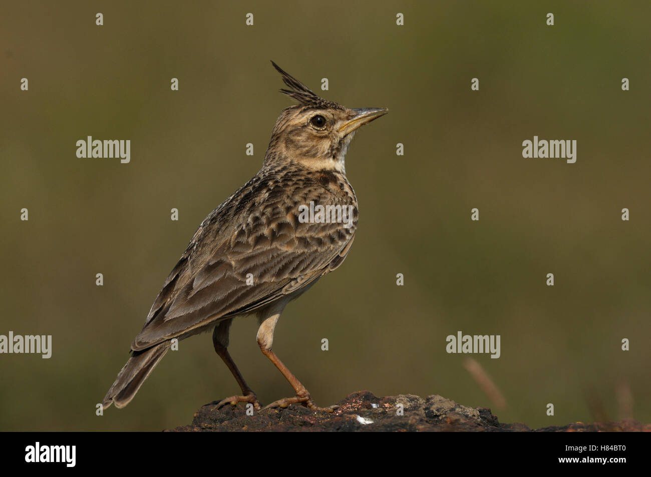 Malabar Lark (Galerida malabarica), Goa, India Stock Photo - Alamy