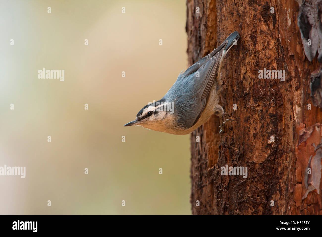 Corsican Nuthatch (Sitta whiteheadi), France Stock Photo - Alamy