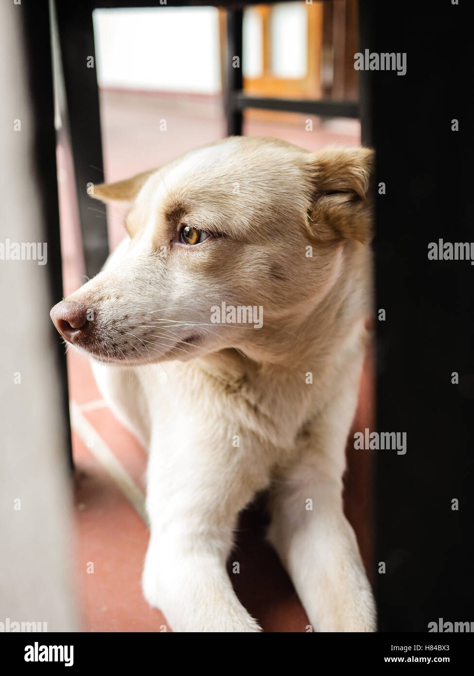 A dog looks with love Stock Photo - Alamy