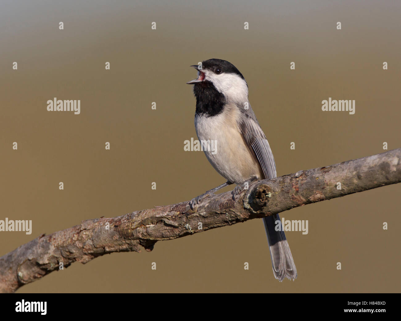 Carolina Chickadee (Poecile carolinensis), Ohio Stock Photo - Alamy