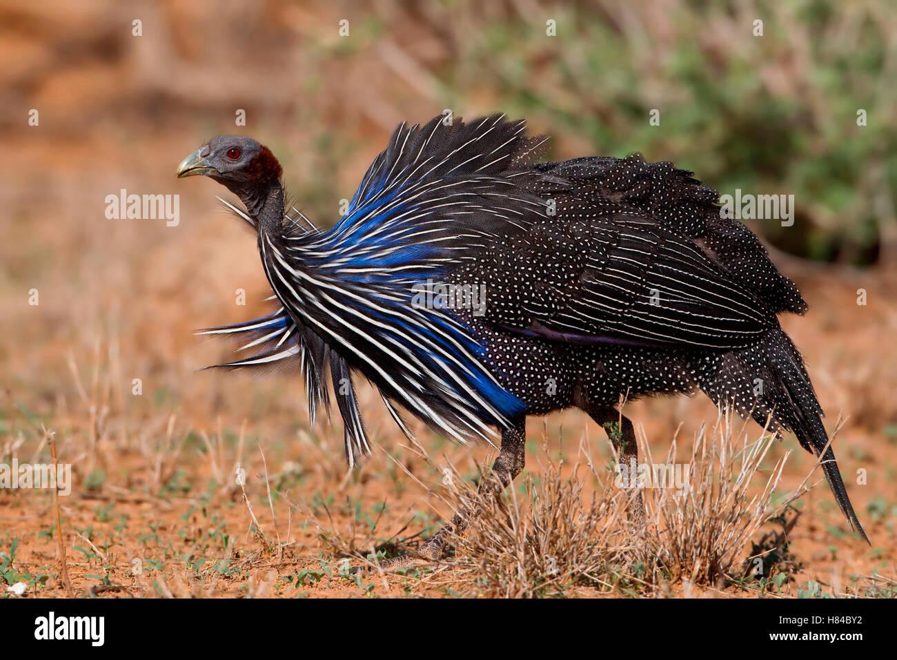 Vulturine Guineafowl (Acryllium vulturinum), Samburu, Kenya Stock Photo ...