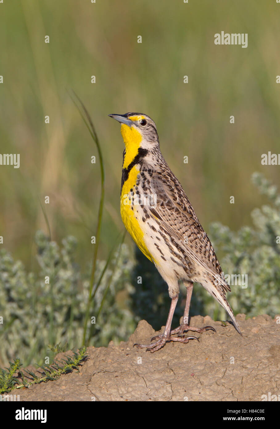 Western Meadowlark (Sturnella neglecta), Montana Stock Photo - Alamy