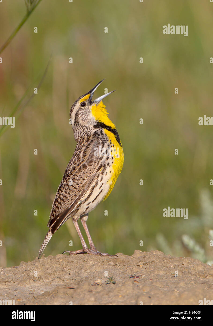Western Meadowlark (Sturnella neglecta) singing, Montana Stock Photo ...