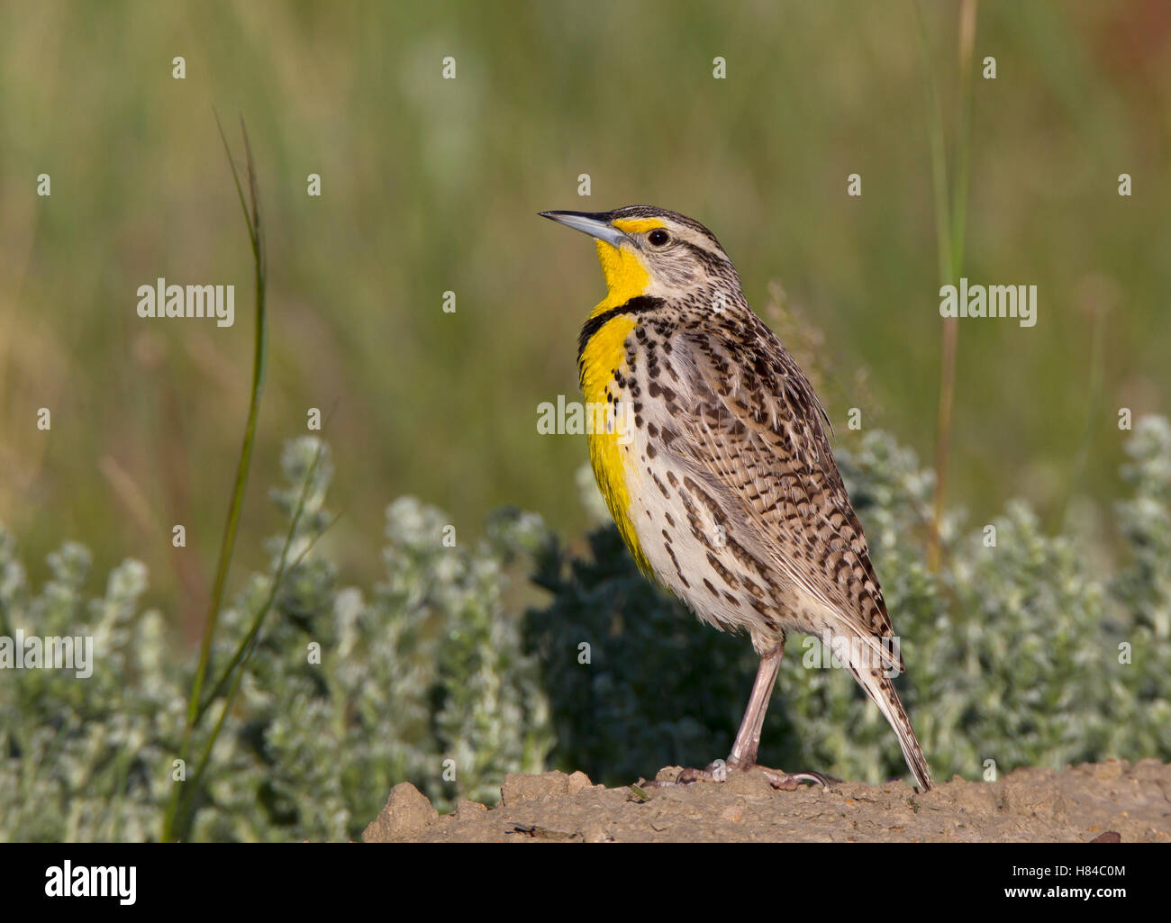 Western Meadowlark (Sturnella neglecta), Montana Stock Photo - Alamy