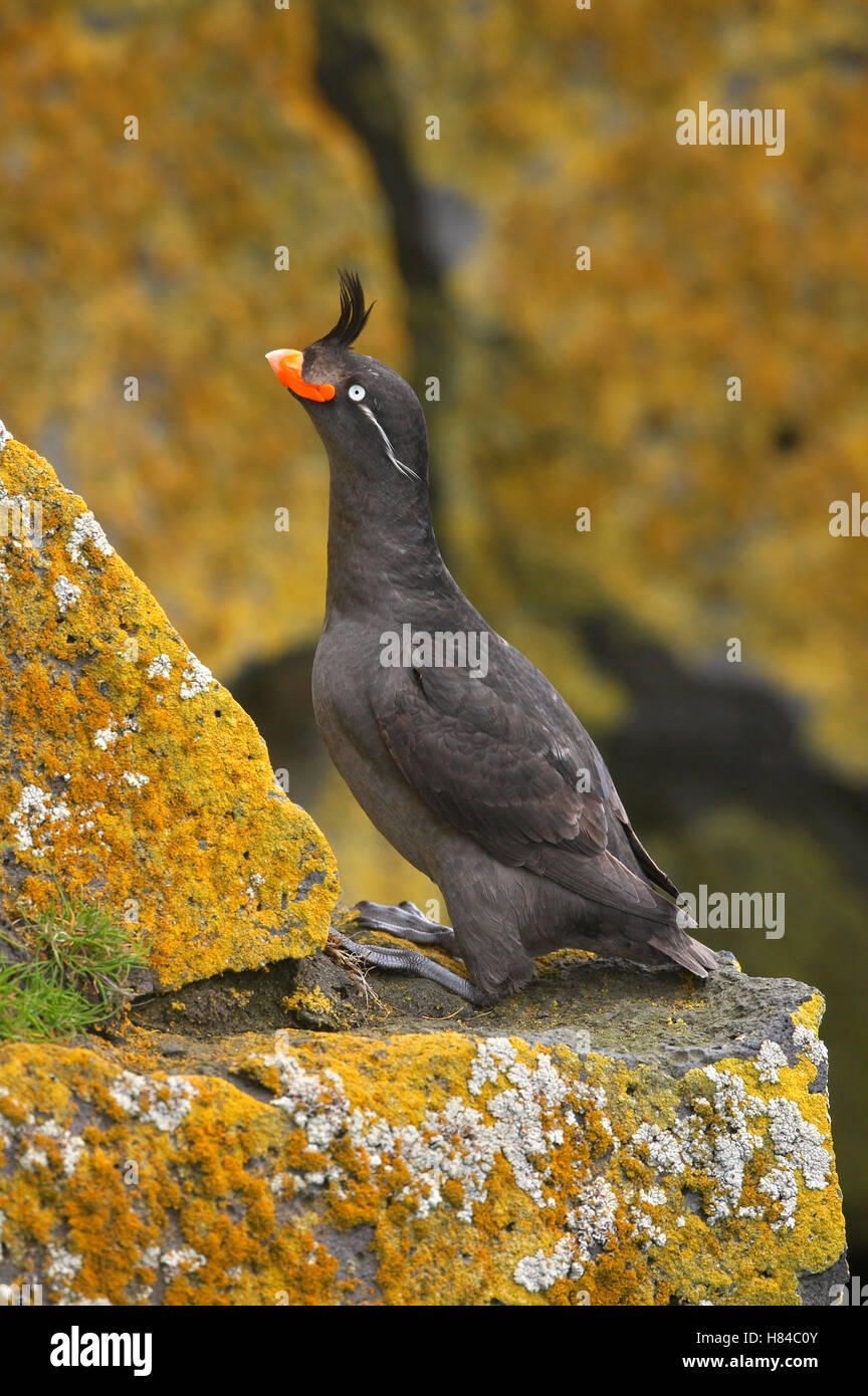 Crested Auklet (Aethia cristatella), Alaska Stock Photo - Alamy