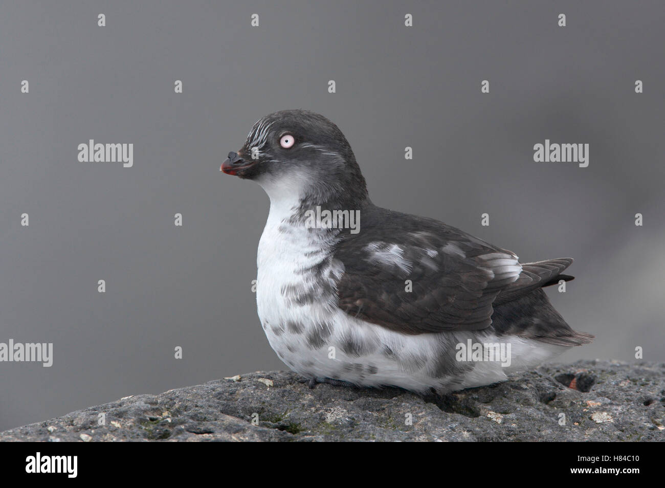 Least Auklet (Aethia pusilla), Alaska Stock Photo - Alamy