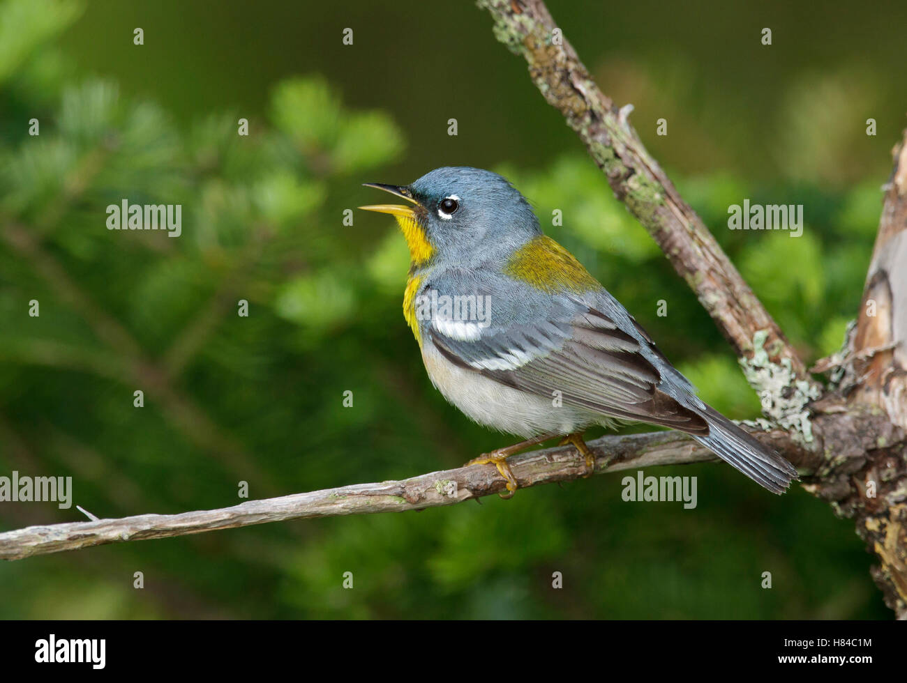 Northern Parula (Setophaga americana) singing male, Maine Stock Photo ... Northern Parula (Setophaga americana) singing male, Maine Stock Photo ...