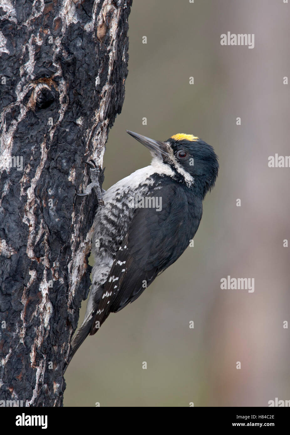 Black-backed Woodpecker (Picoides arcticus) male, Manitoba, Canada ...