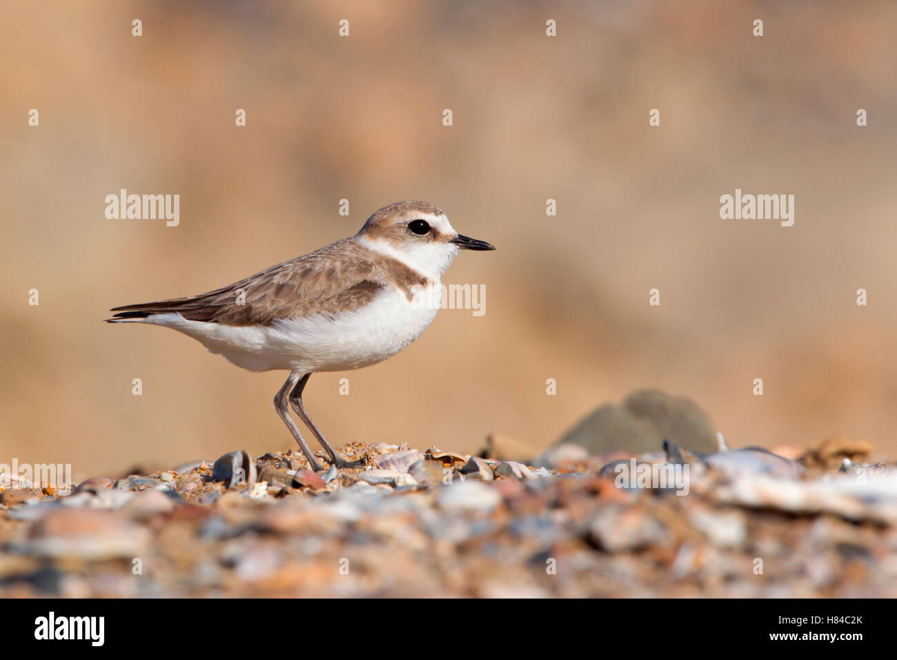 Kentish Plover (Charadrius alexandrinus), Andalucia, Spain Stock Photo ...