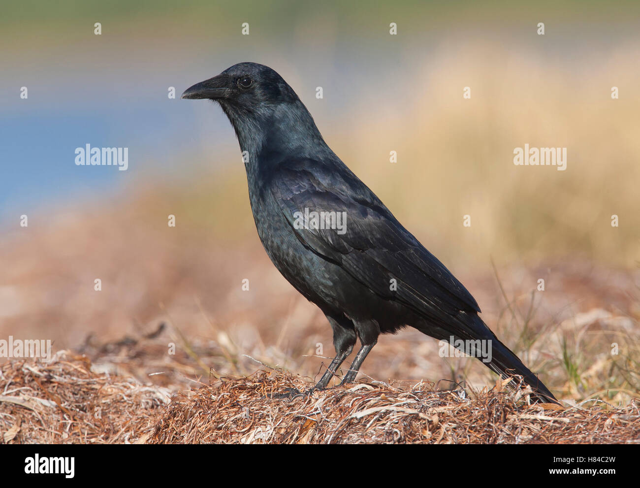 Fish Crow (Corvus ossifragus), Florida Stock Photo - Alamy