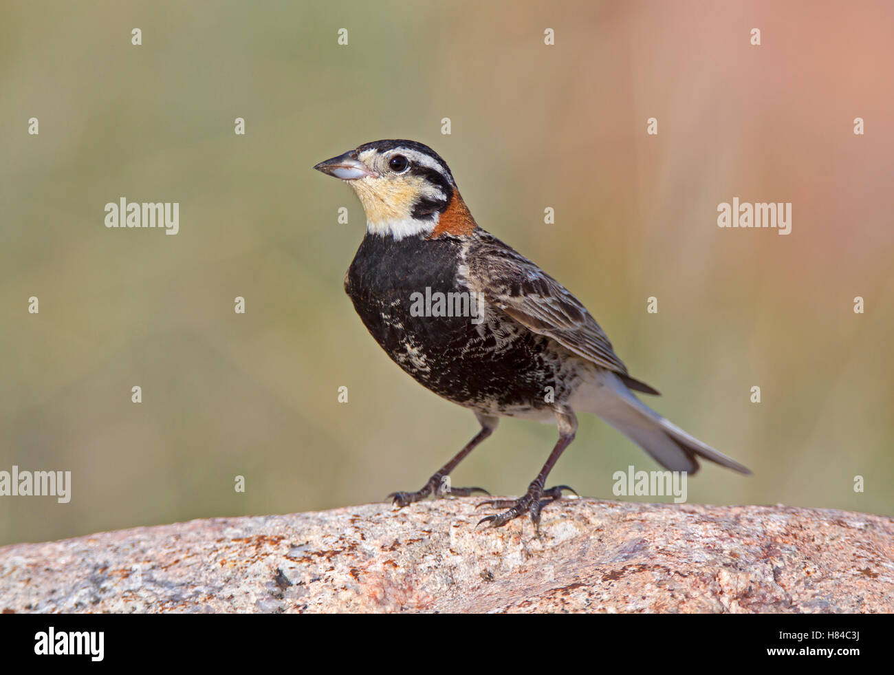Chestnut-collared Longspur (Calcarius ornatus), Montana Stock Photo - Alamy