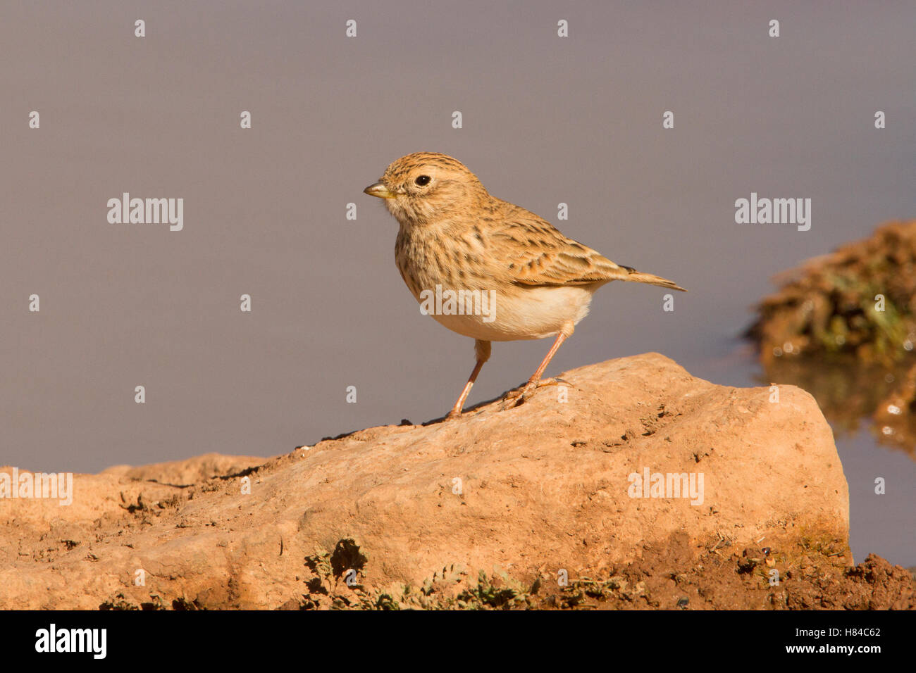 Lesser Short-toed Lark (Calandrella rufescens), Morocco Stock Photo - Alamy