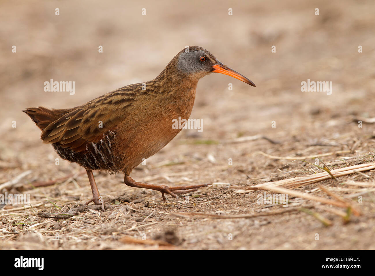 Virginia Rail (Rallus limicola), Blaine County, Idaho Stock Photo - Alamy
