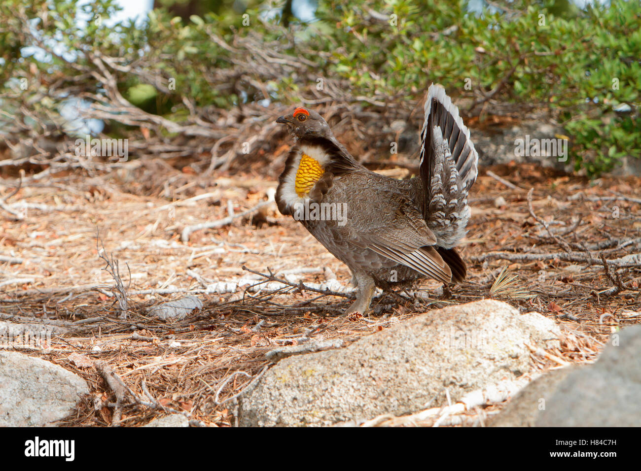 Sooty Grouse (Dendragapus fuliginosus) male, Mariposa County ...