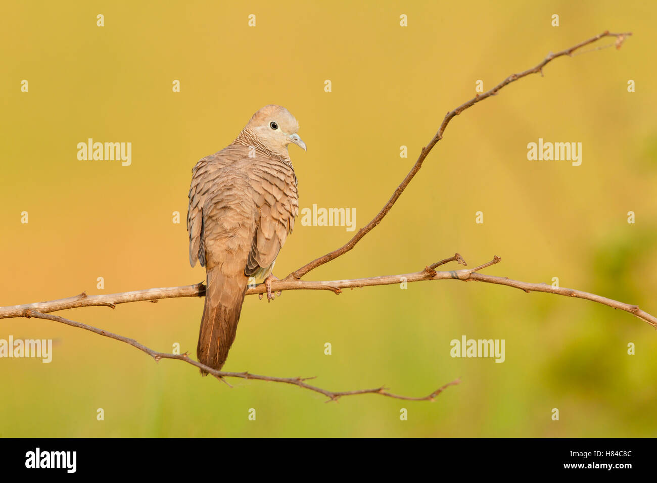 Zebra Dove (Geopelia striata), Phetchaburi, Thailand Stock Photo - Alamy