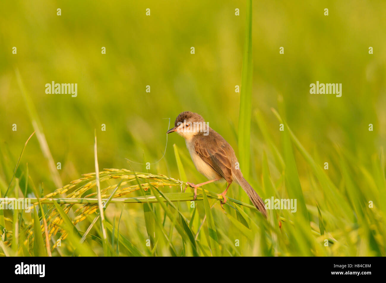 Plain Prinia (Prinia inornata), Phetchaburi, Thailand Stock Photo - Alamy