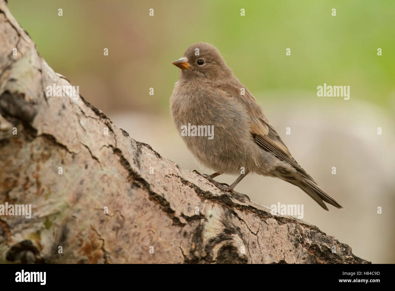 Grey-crowned Rosy-Finch (Leucosticte tephrocotis) juvenile, Inyo County ...