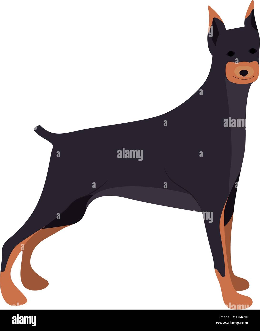 cute Doberman dog animal icon over white background. vector ...