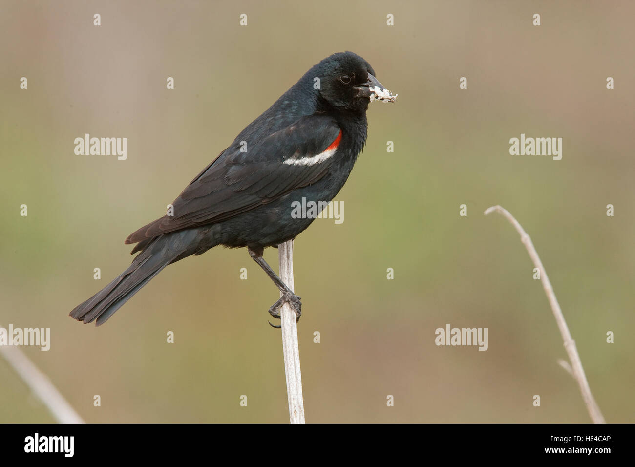 Tricolored Blackbird (Agelaius tricolor) carrying insect prey, Kern ...