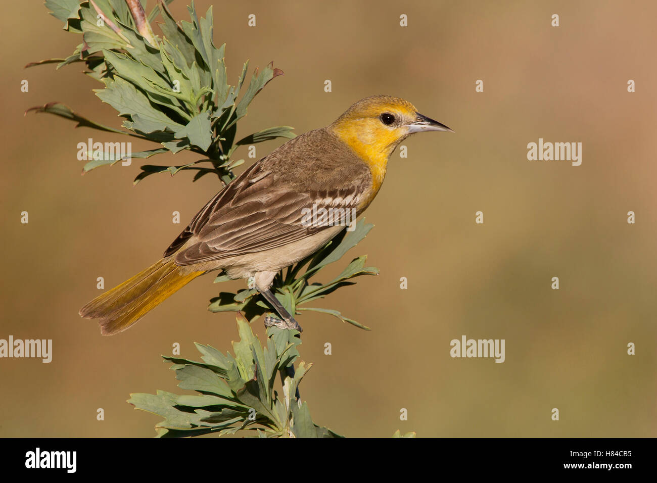 Bullock's Oriole (Icterus bullockii) female, Kern County, California ...