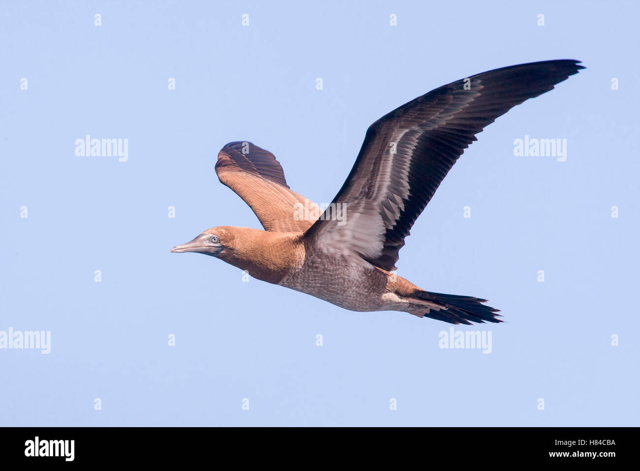 Brown Booby (Sula leucogaster), Baja California, Mexico Stock Photo - Alamy