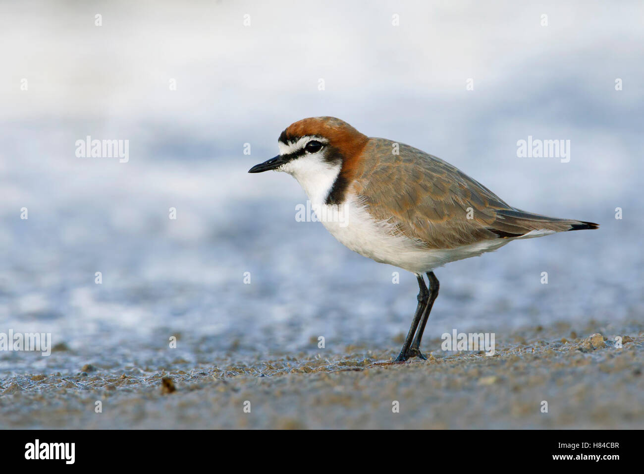 Red-capped Plover (Charadrius ruficapillus), Victoria, Australia Stock ...