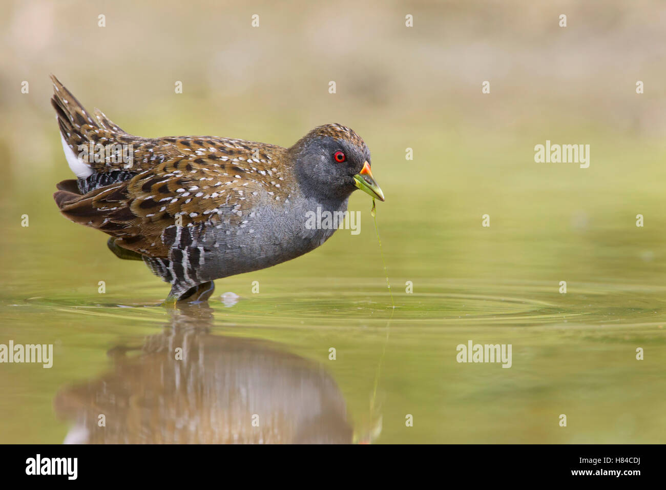 Australian Crake (Porzana fluminea), Victoria, Australia Stock Photo ...