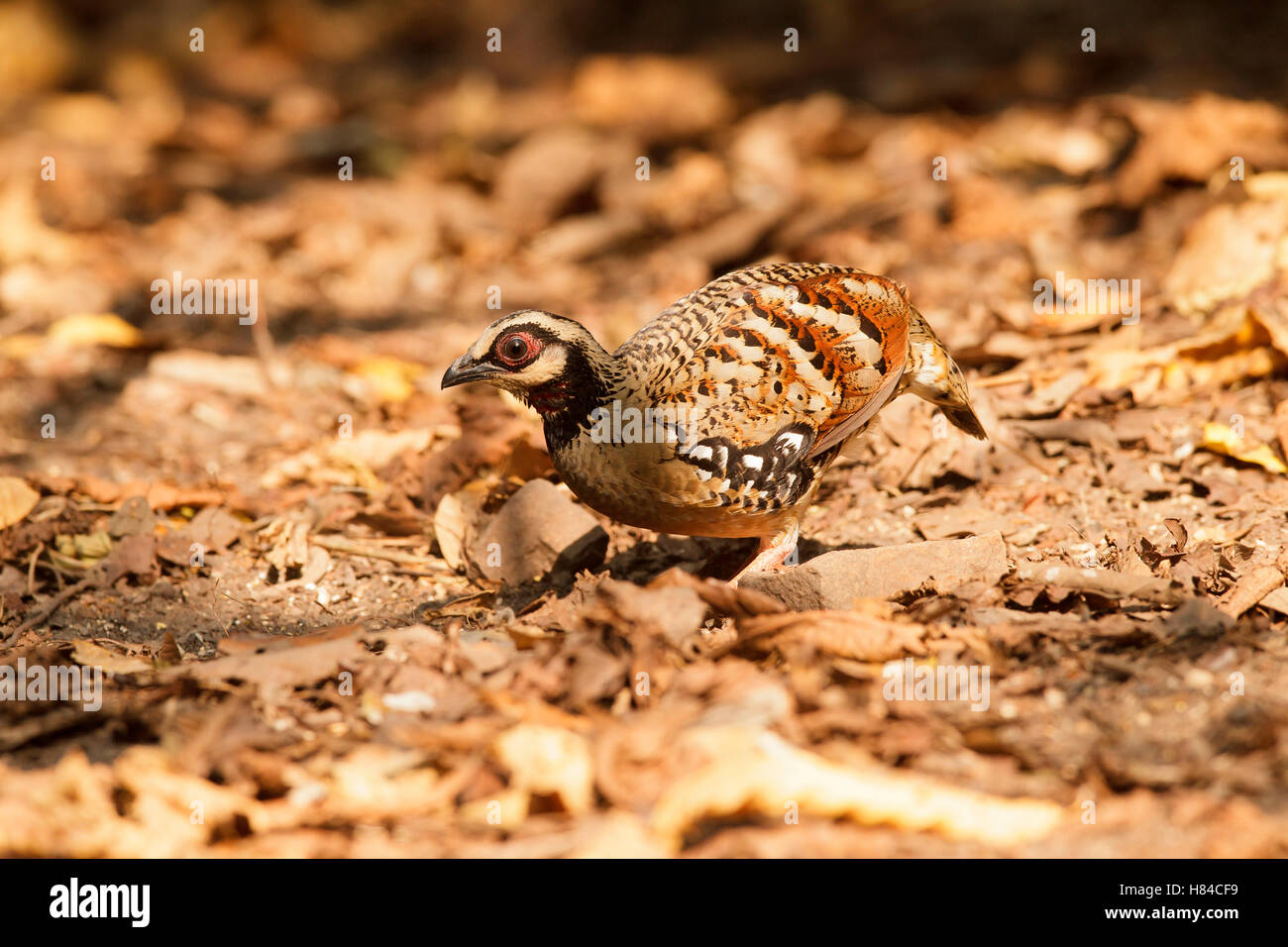 Bar-backed Partridge (Arborophila brunneopectus), Kaeng Krachan ...