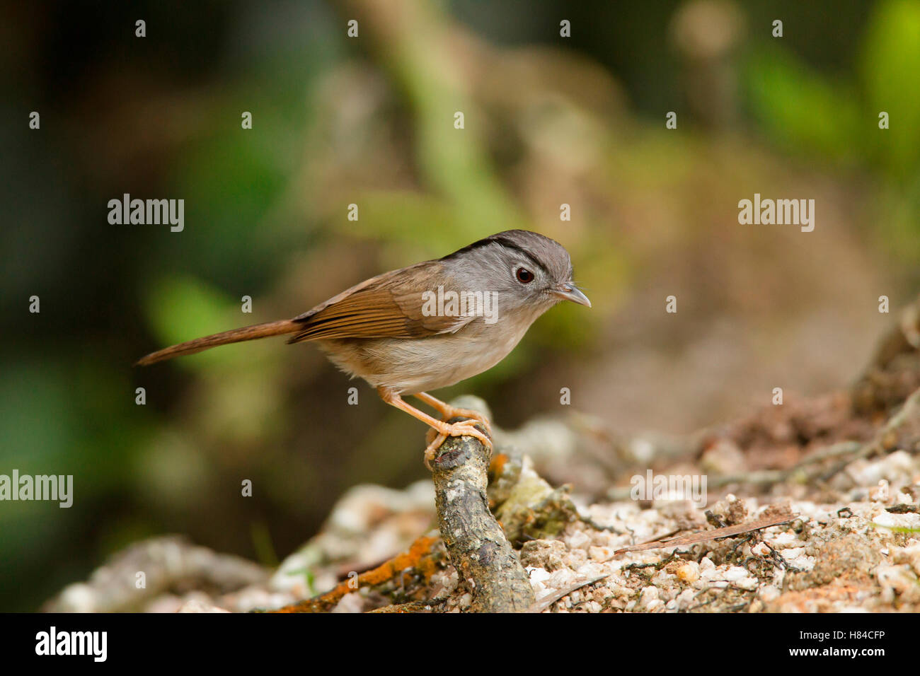 Mountain Fulvetta (Alcippe peracensis), Fraser's Hill, Malaysia Stock ...